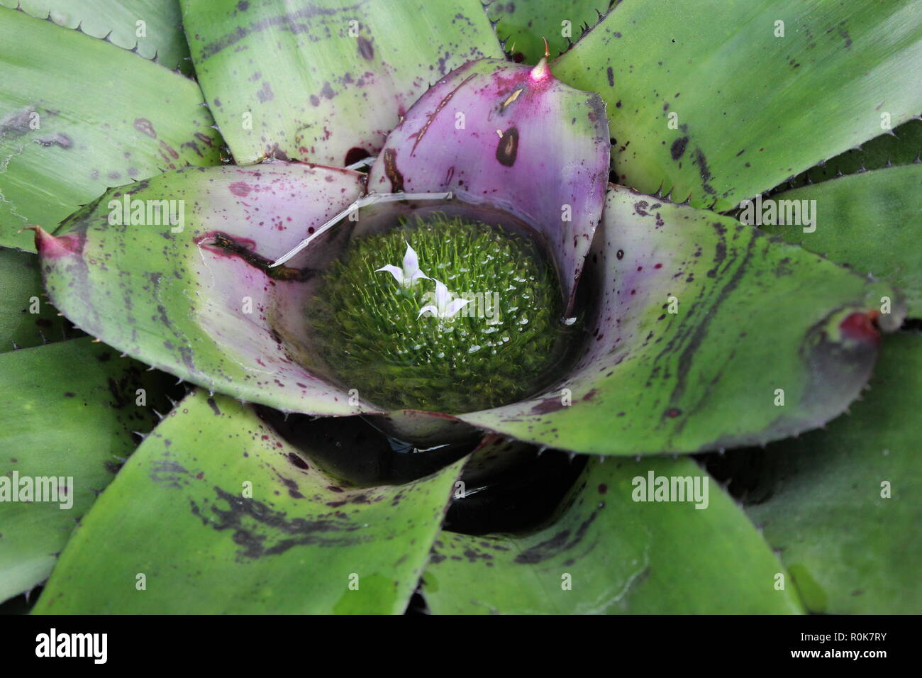 Aechmea fasciata, silver vase, urn plant, flawless, beautiful, stunning ...