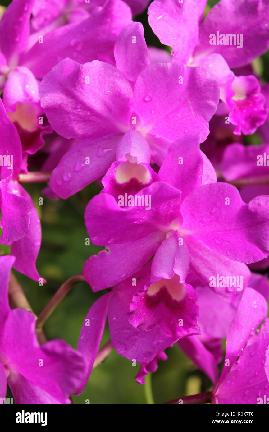 Cattleya porcia orchid hi-res stock photography and images - Alamy