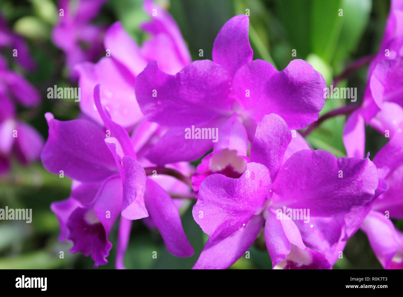 Flawless, beautiful, stunning cultivated cattleya porcia orchid flower ...