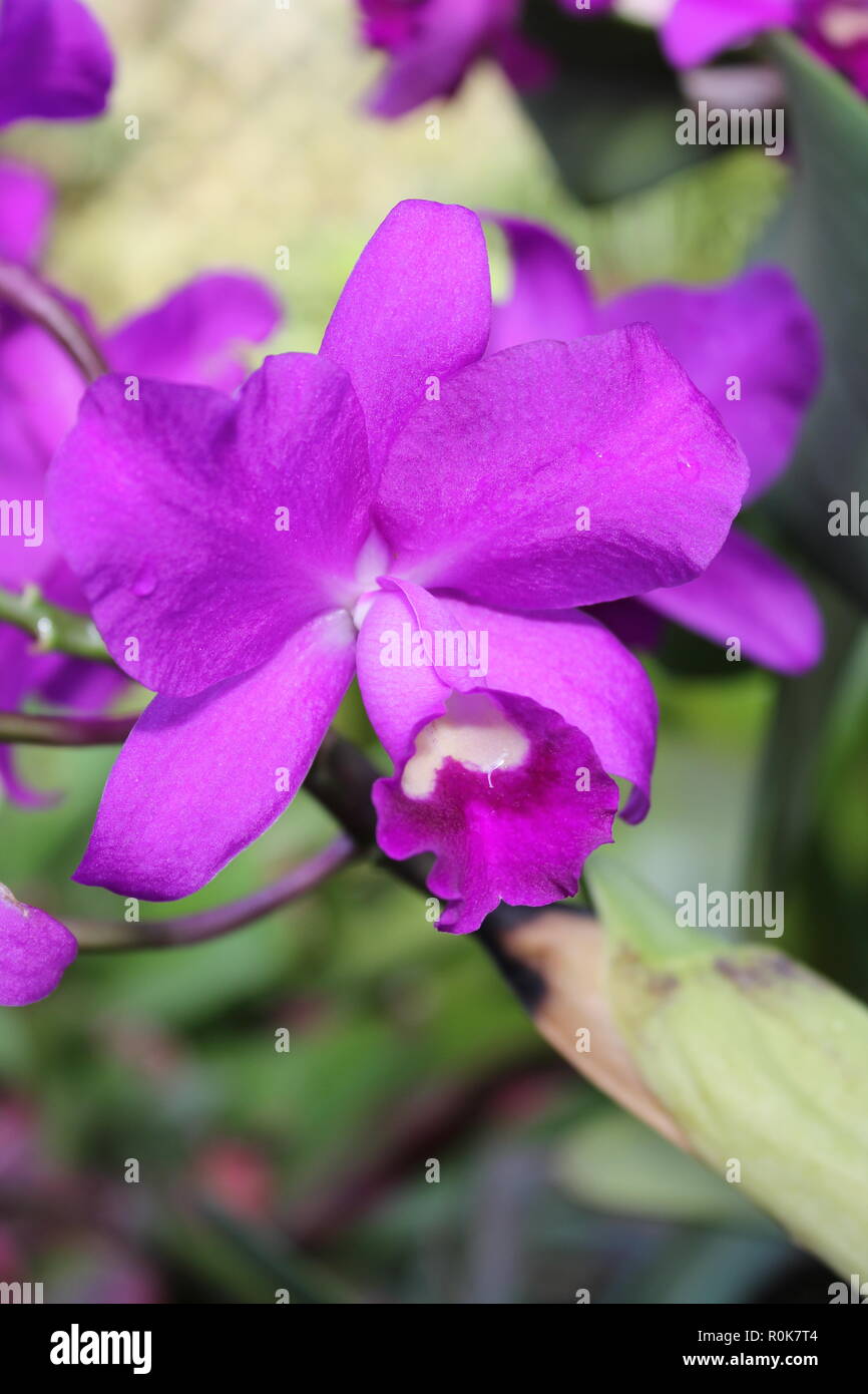 Flawless, beautiful, stunning cultivated cattleya porcia orchid flower ...