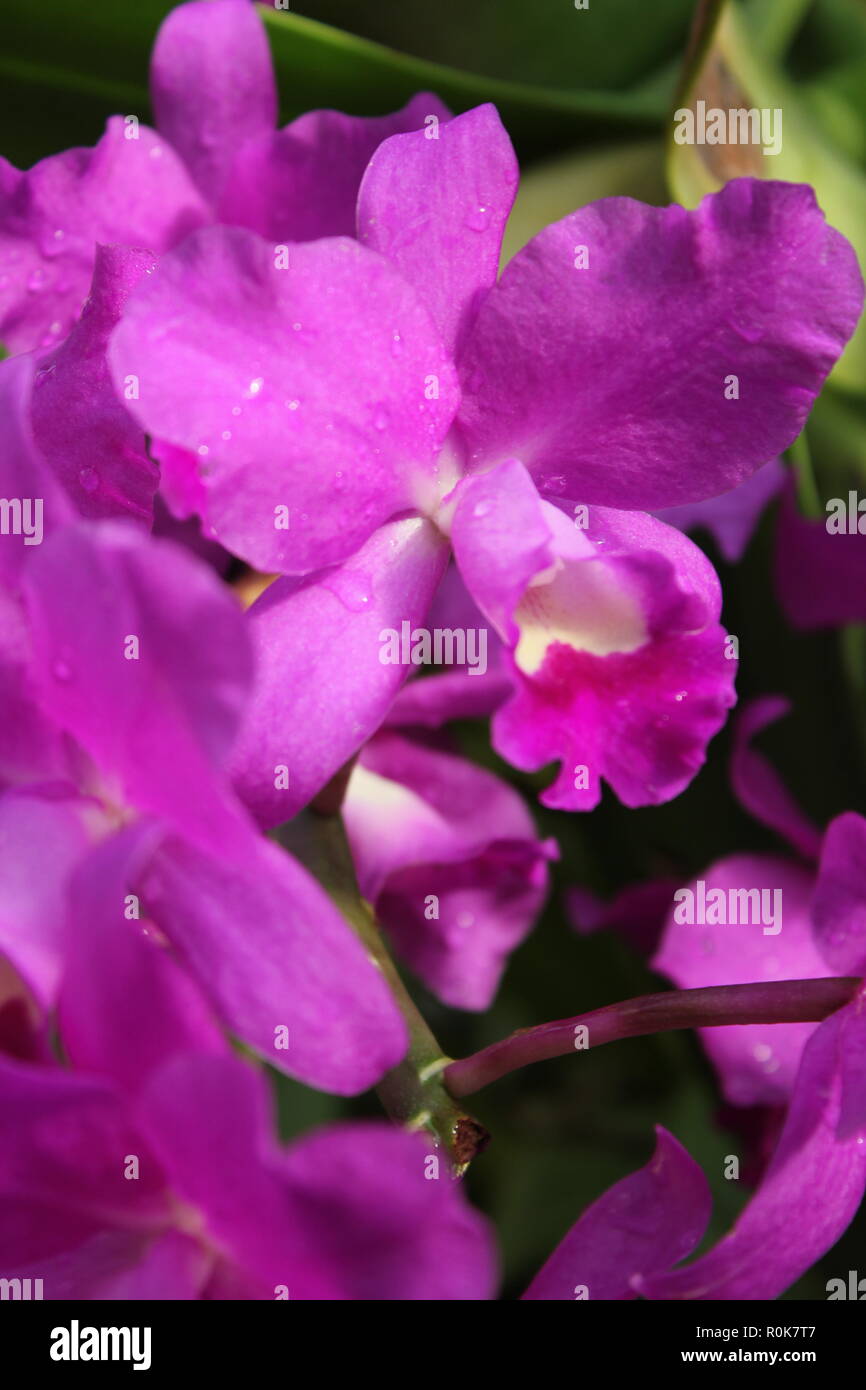 Flawless, beautiful, stunning cultivated cattleya porcia orchid flower ...