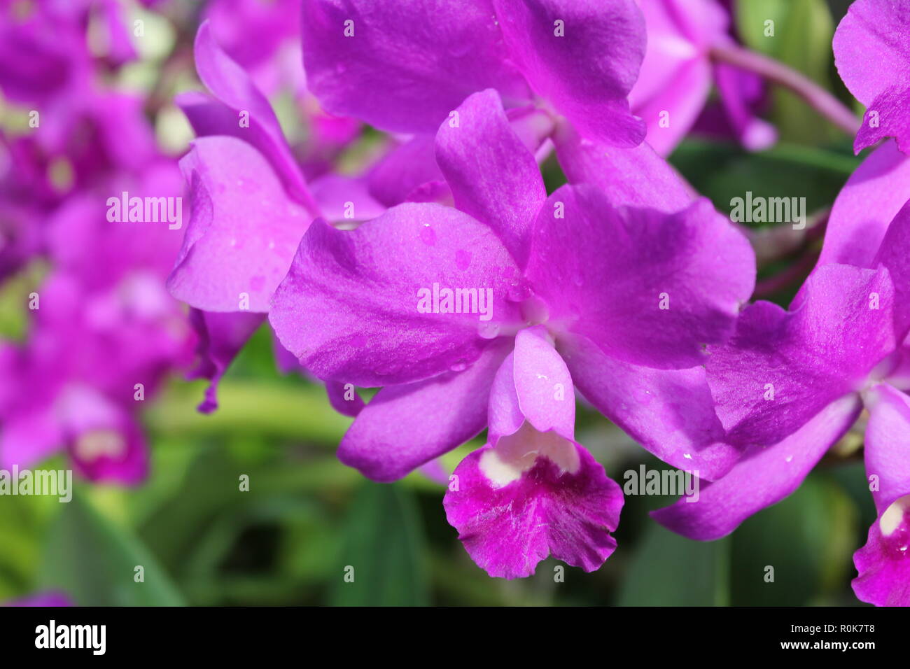 Flawless, beautiful, stunning cultivated cattleya porcia orchid flower ...