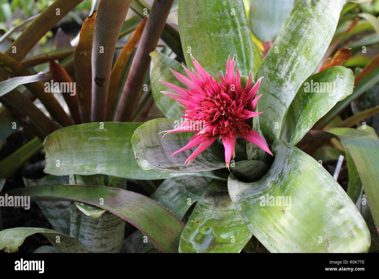 Aechmea fasciata, silver vase, urn plant, flawless, beautiful, stunning ...