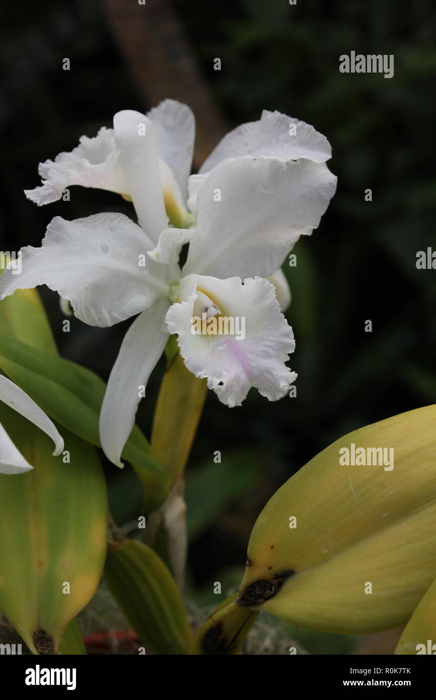 Flawless, beautiful, stunning cultivated Cattleya orchid flowering ...
