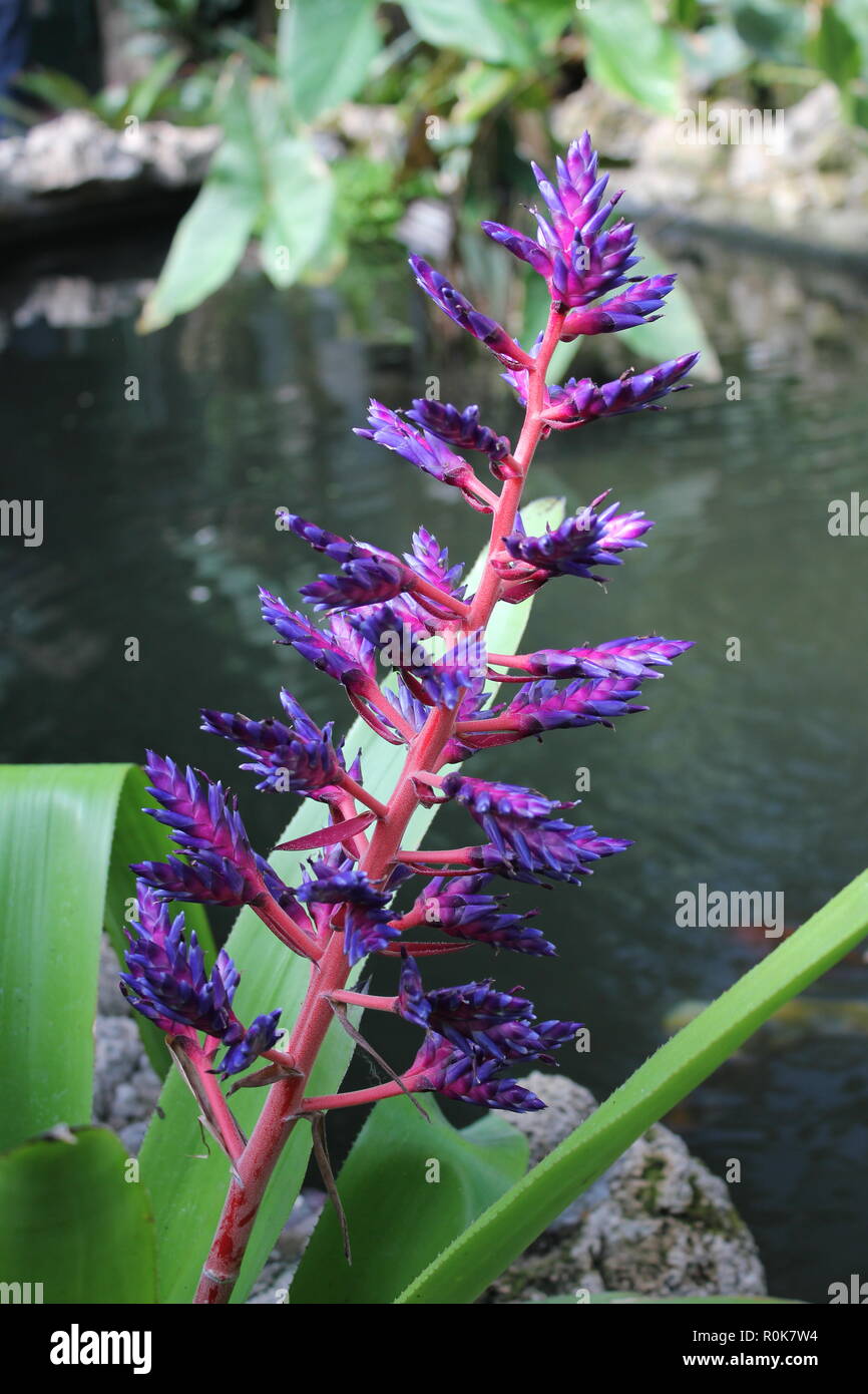 Flawless, beautiful, stunning cultivated Aechmea ‘Blue Tango’ plant ...