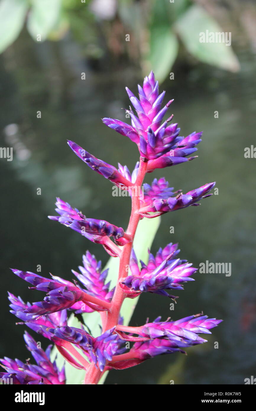 Flawless, beautiful, stunning cultivated Aechmea ‘Blue Tango’ plant ...