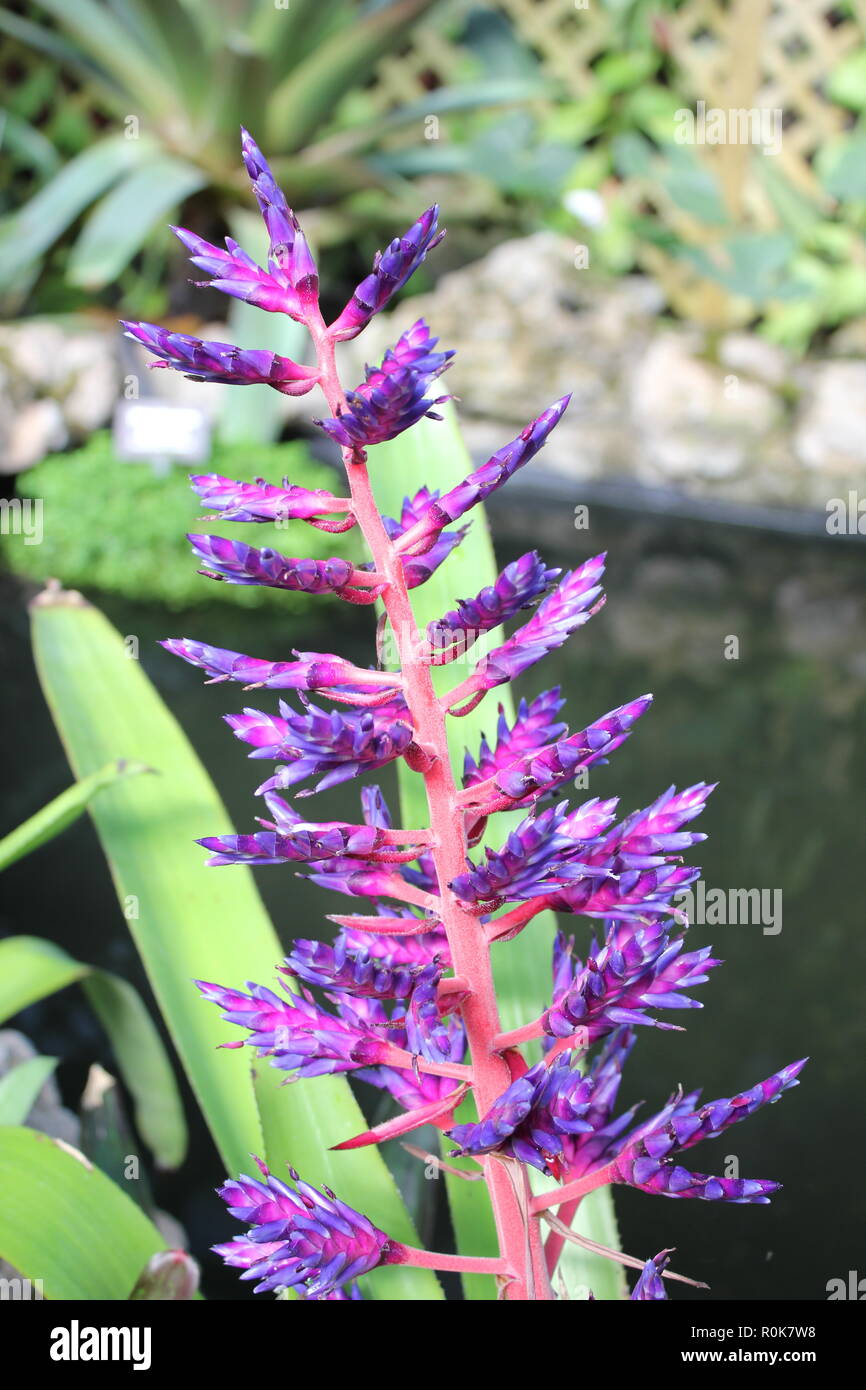 Electric inflorescence hi-res stock photography and images - Alamy