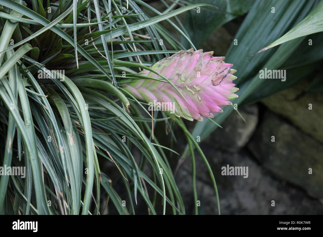 Flawless, beautiful, stunning cultivated Pink Quill, Tillandsia cyanea ...