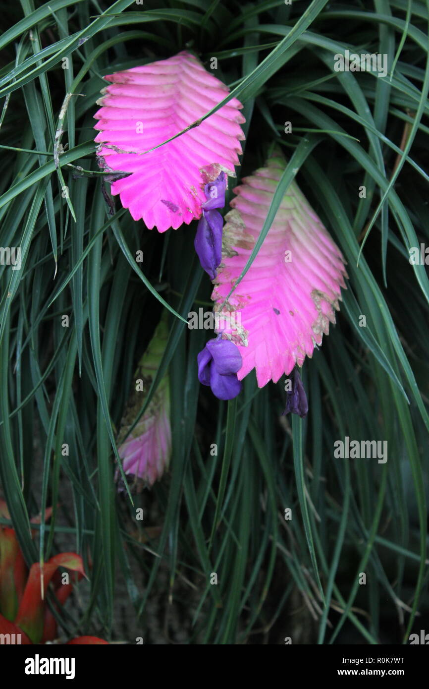 Flawless, beautiful, stunning cultivated Pink Quill, Tillandsia cyanea ...