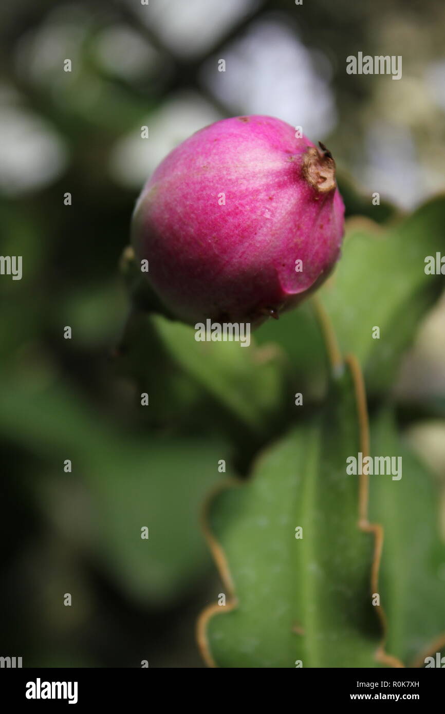 Flawless, beautiful, stunning cultivated Epiphyllum curly locks orchid ...