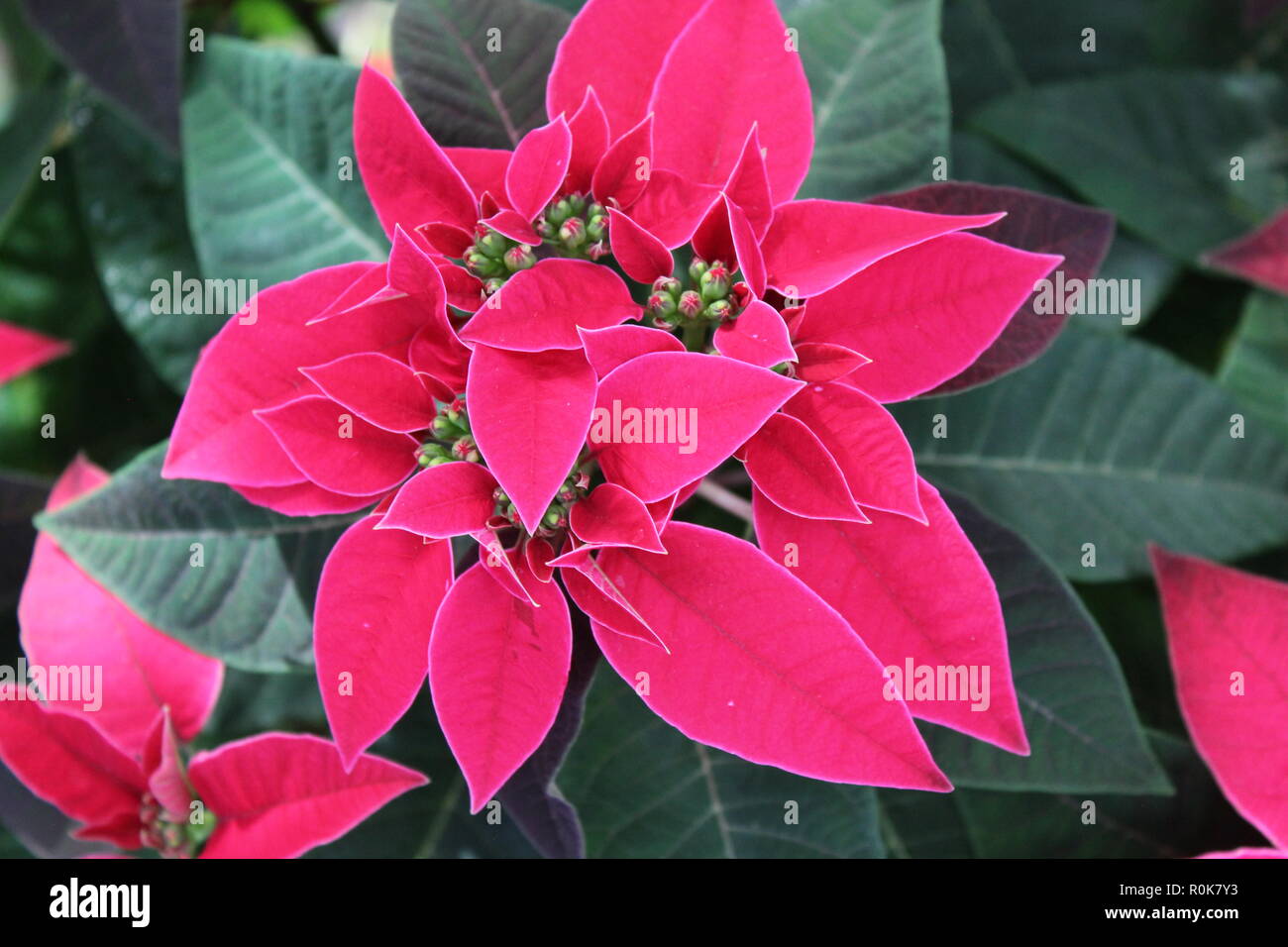 Star Shaped Red Flowers Stock Photos & Star Shaped Red Flowers Stock ...