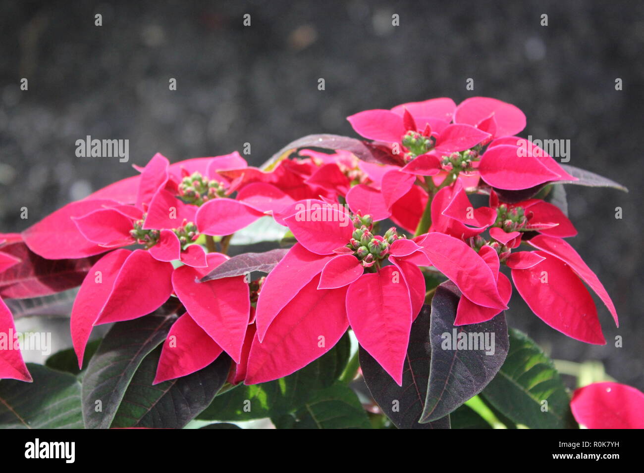 E Pulcherrima High Resolution Stock Photography and Images - Alamy