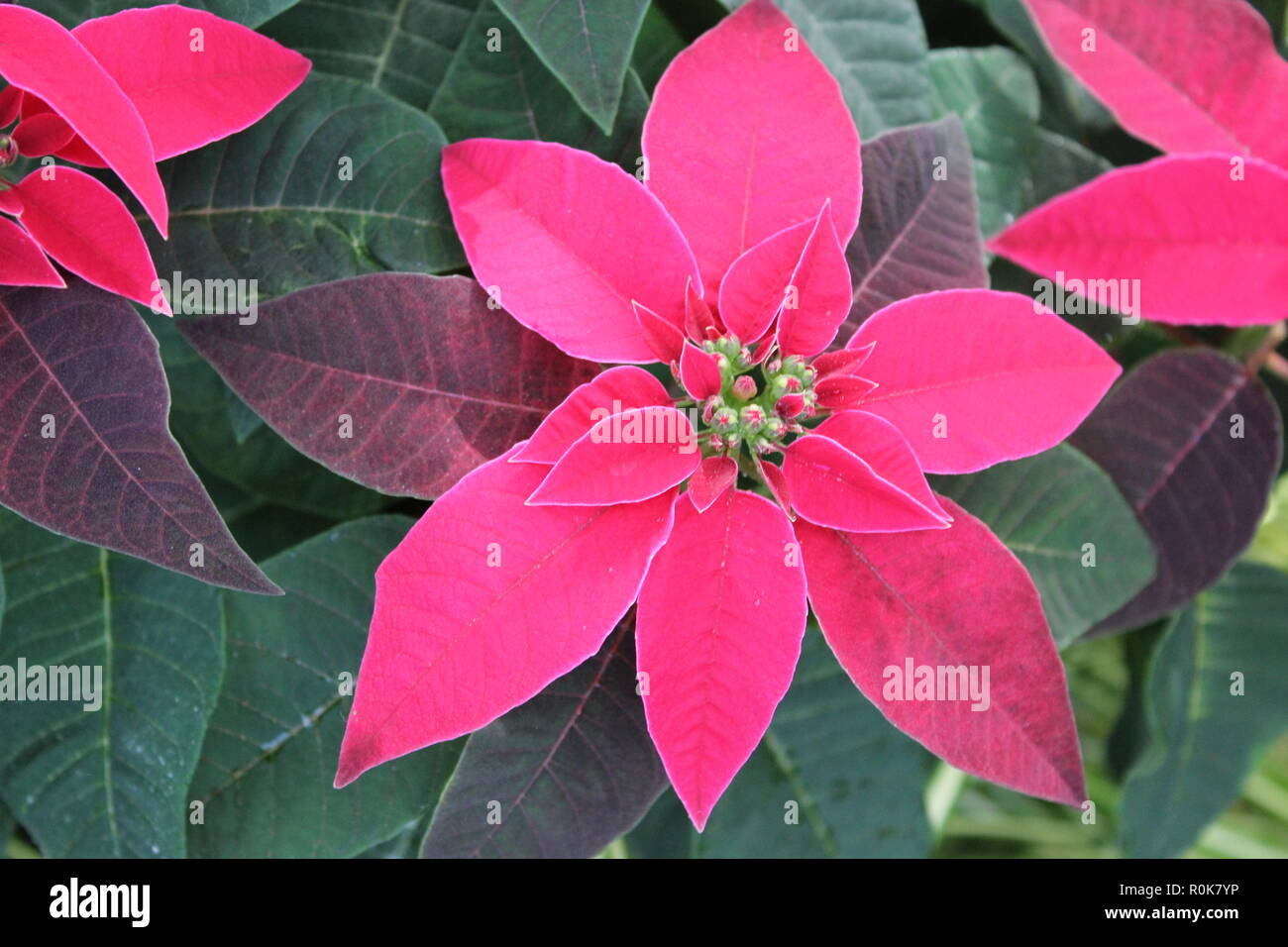 Star Shaped Red Flowers Stock Photos & Star Shaped Red Flowers Stock ...