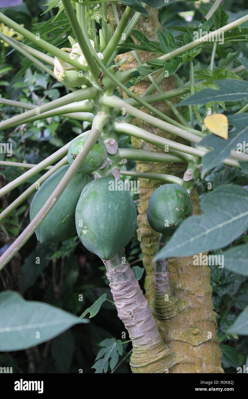 Papaya, papaw, pawpaw, Carica papaya, flawless, beautiful, stunning ...