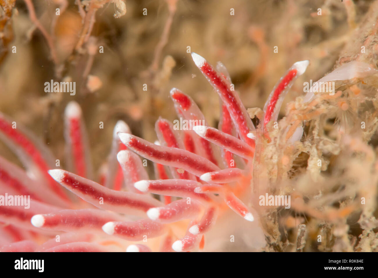 Colony Of Hydroids High Resolution Stock Photography and Images - Alamy