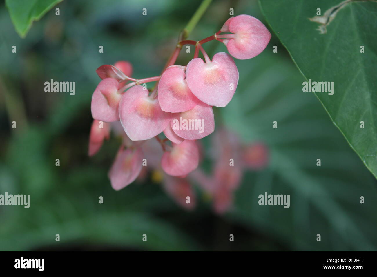 Cane begonia, begonia cultivar, flower is a flawless, beautiful ...