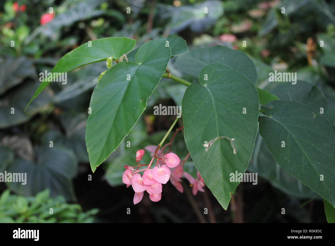 Cane begonia, begonia cultivar, flower is a flawless, beautiful ...