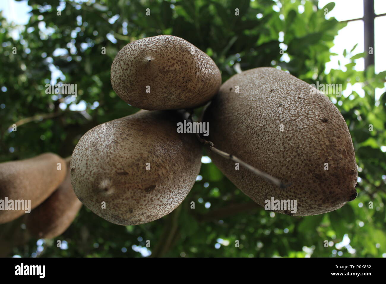 The sausage tree, cucumber tree, kigeli-keia, beautiful, stunning ...
