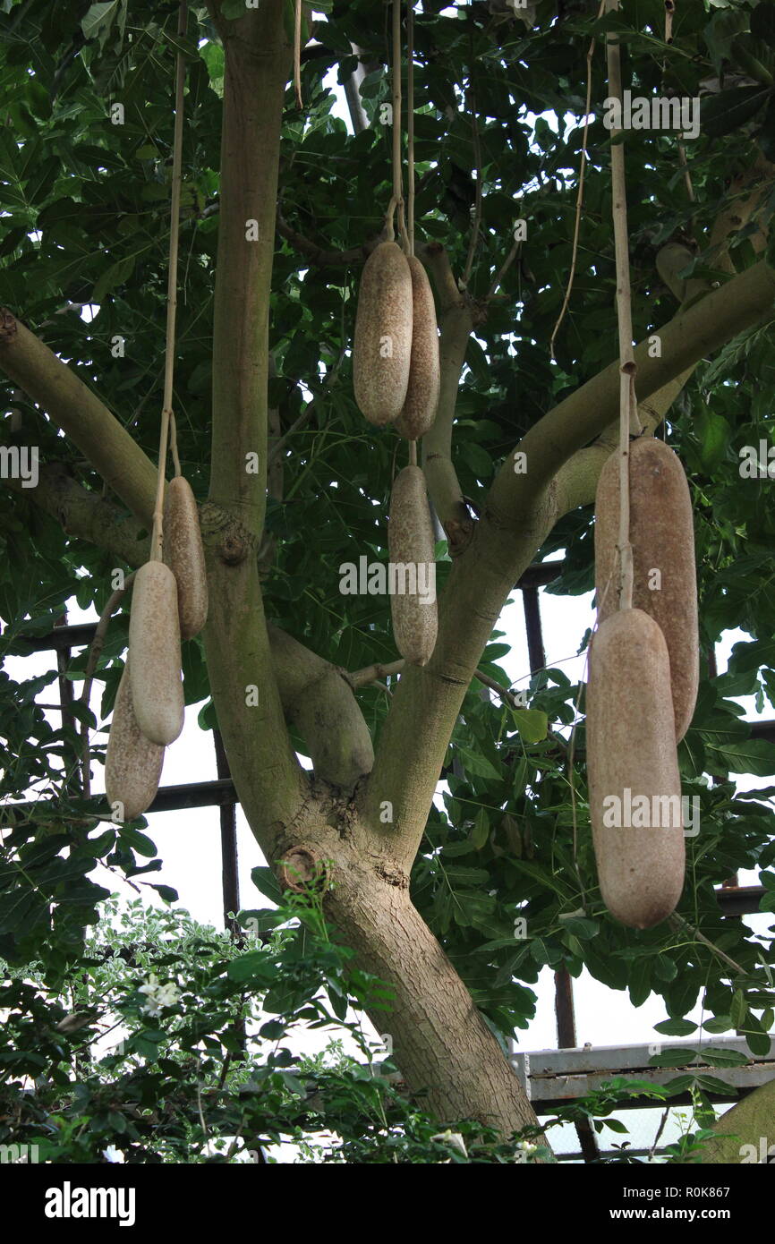 The sausage tree, cucumber tree, kigeli-keia, beautiful, stunning ...