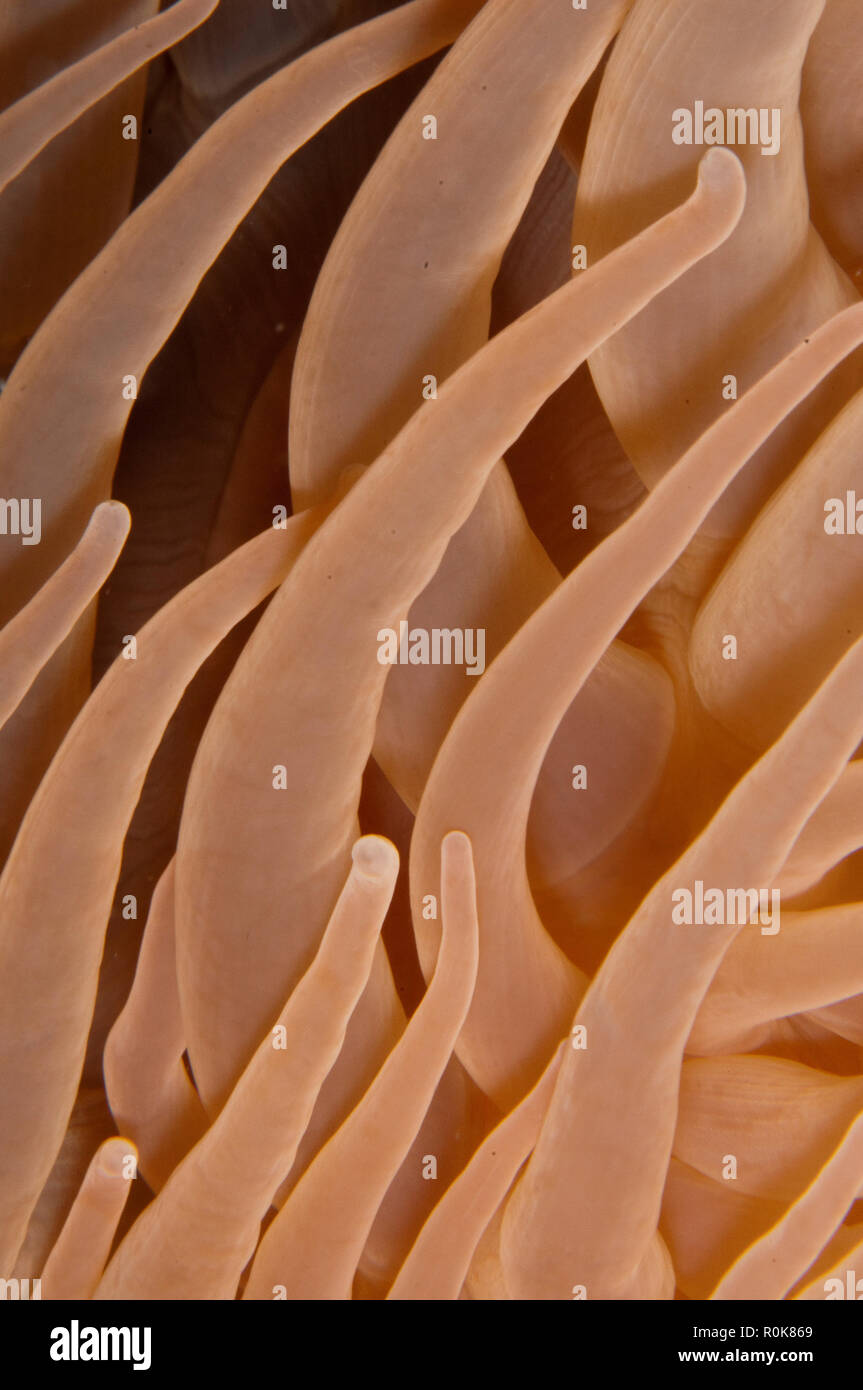 Gulen hi-res stock photography and images - Alamy