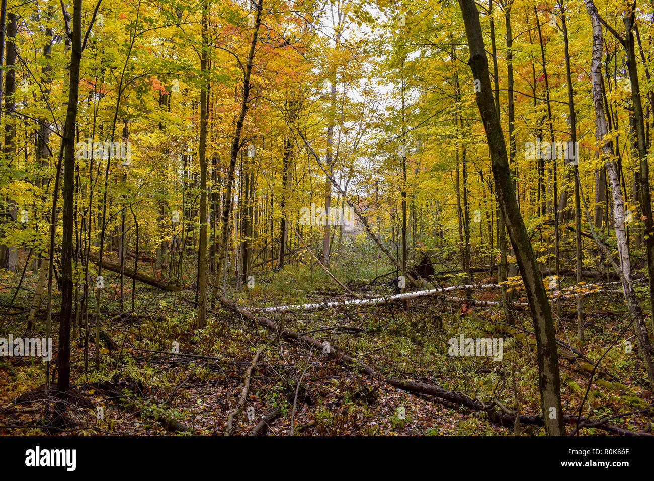 Fall Colors in a seasonally dry swale, located at Huron Nature Center ...