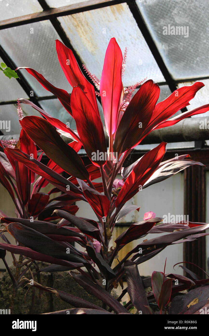 Tricolor Hawaiian Ti Plant, cordyline fruticosa, used for thatching and ...