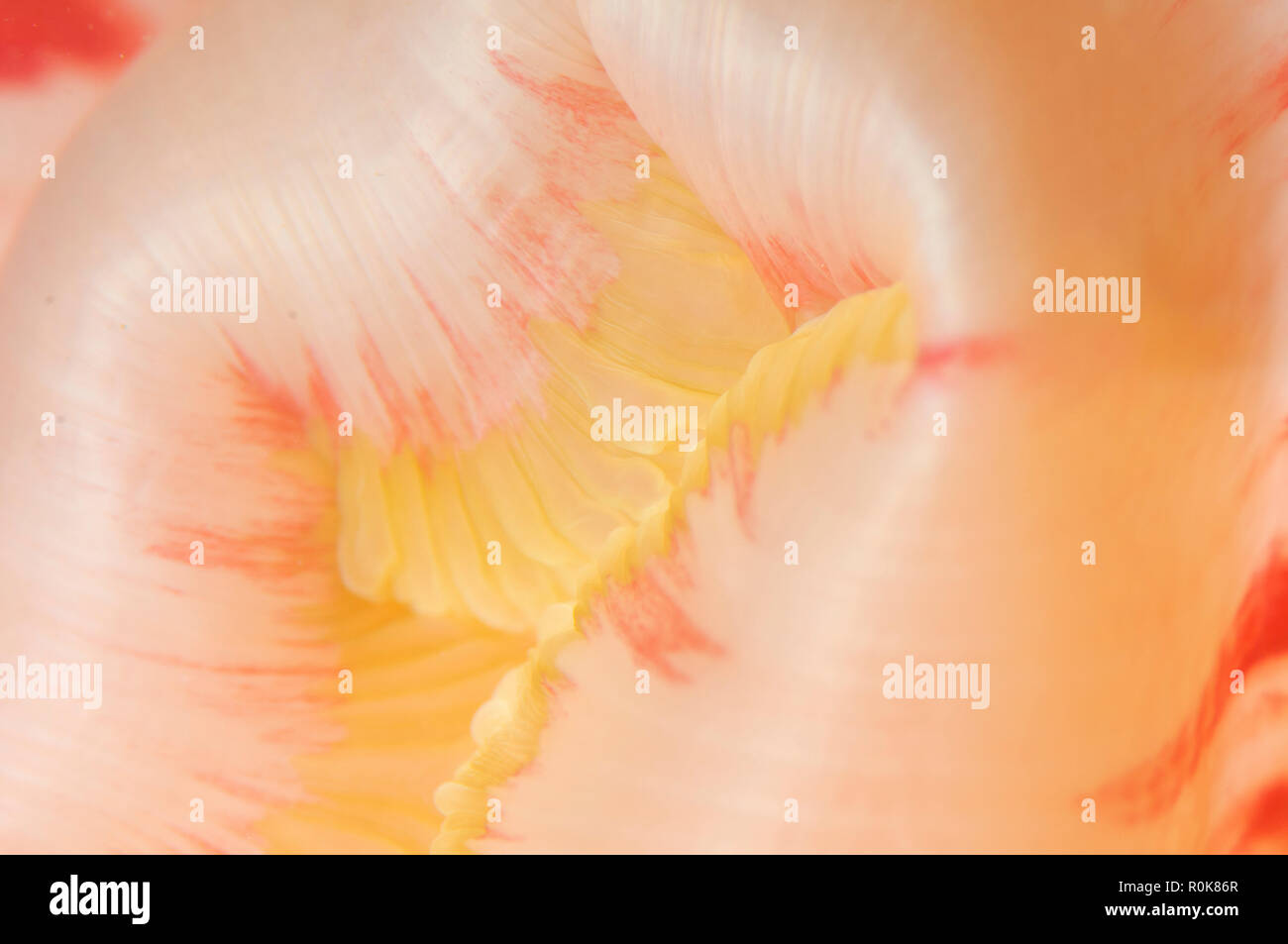 Sea anemone, Oresund, Denmark Stock Photo - Alamy