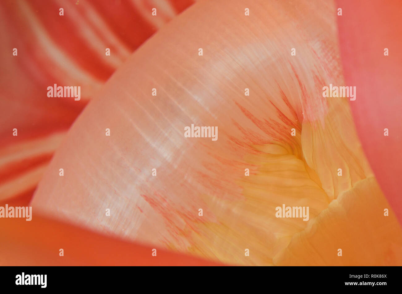 Sea anemone, Oresund, Denmark Stock Photo - Alamy