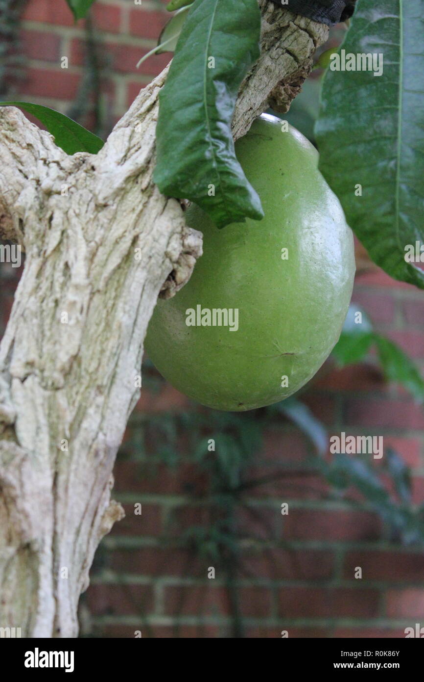 Calabash Tree High Resolution Stock Photography and Images - Alamy