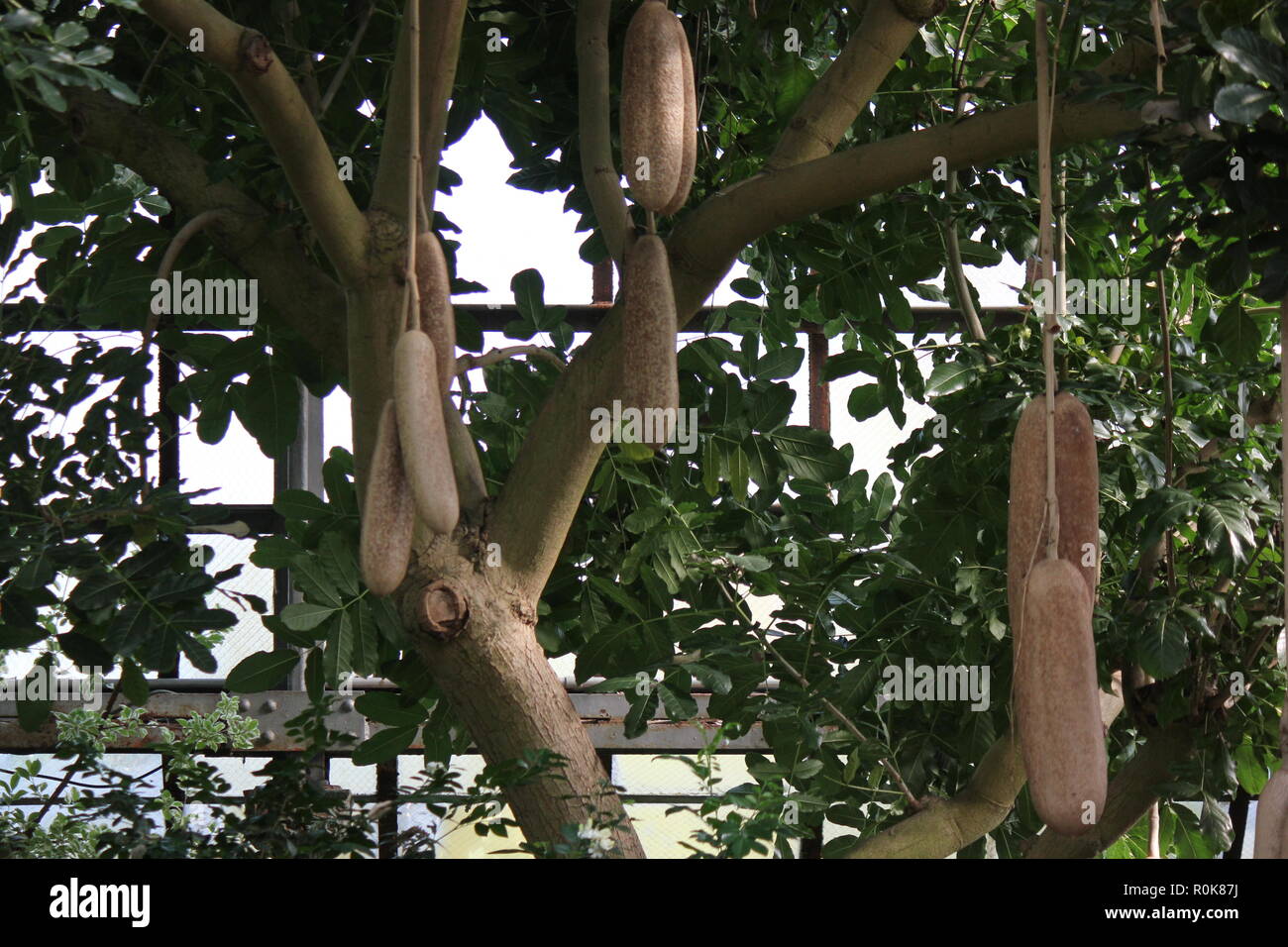 The sausage tree, cucumber tree, kigeli-keia, beautiful, stunning ...