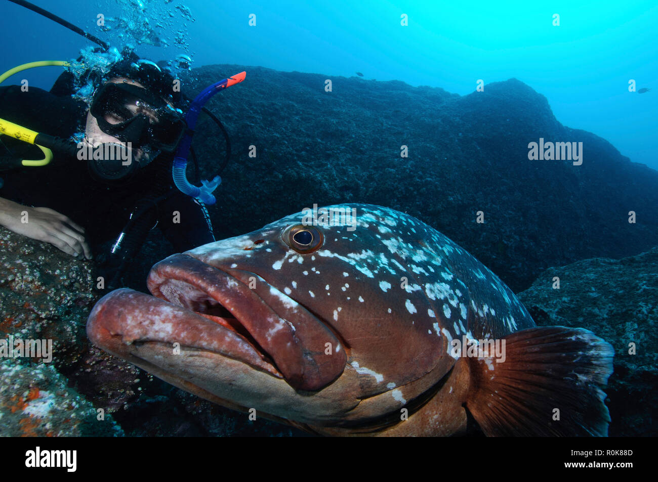 Diver and dusky grouper, Garajau, Madeira, Portugal Stock Photo - Alamy