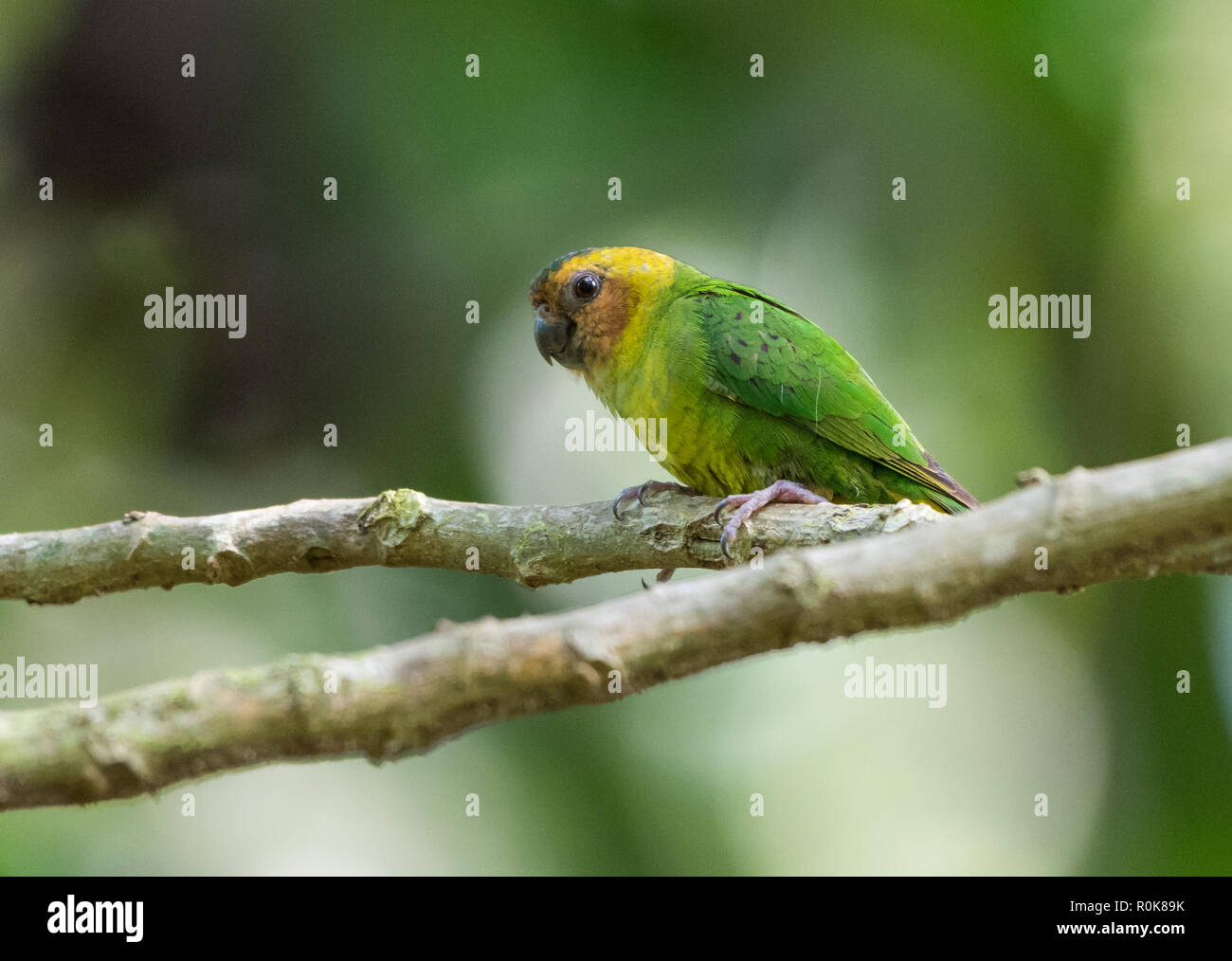 Buff pygmy hi-res stock photography and images - Alamy