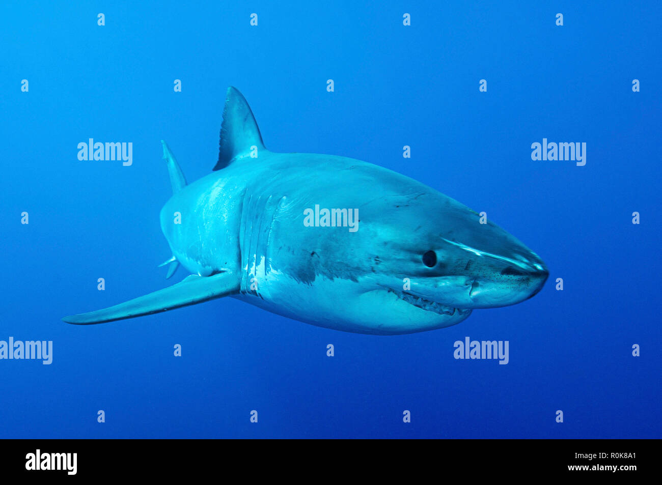 Great white shark, Isla Guadalupe, Baja California, Mexico Stock Photo ...