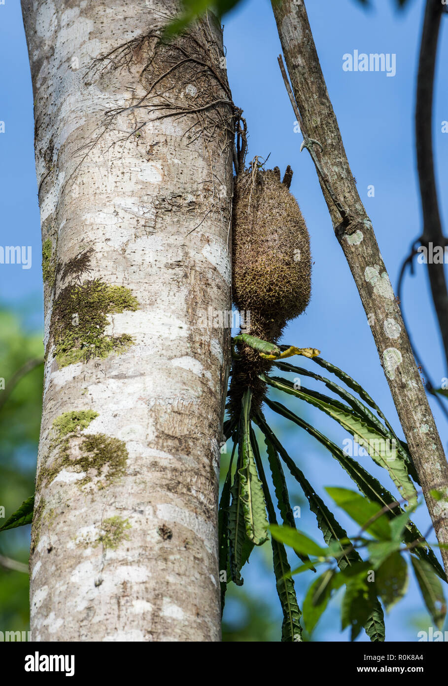 Ant plant (Myrmecodia sp.) hanging from a tree. Nimbokrong, Papua ...