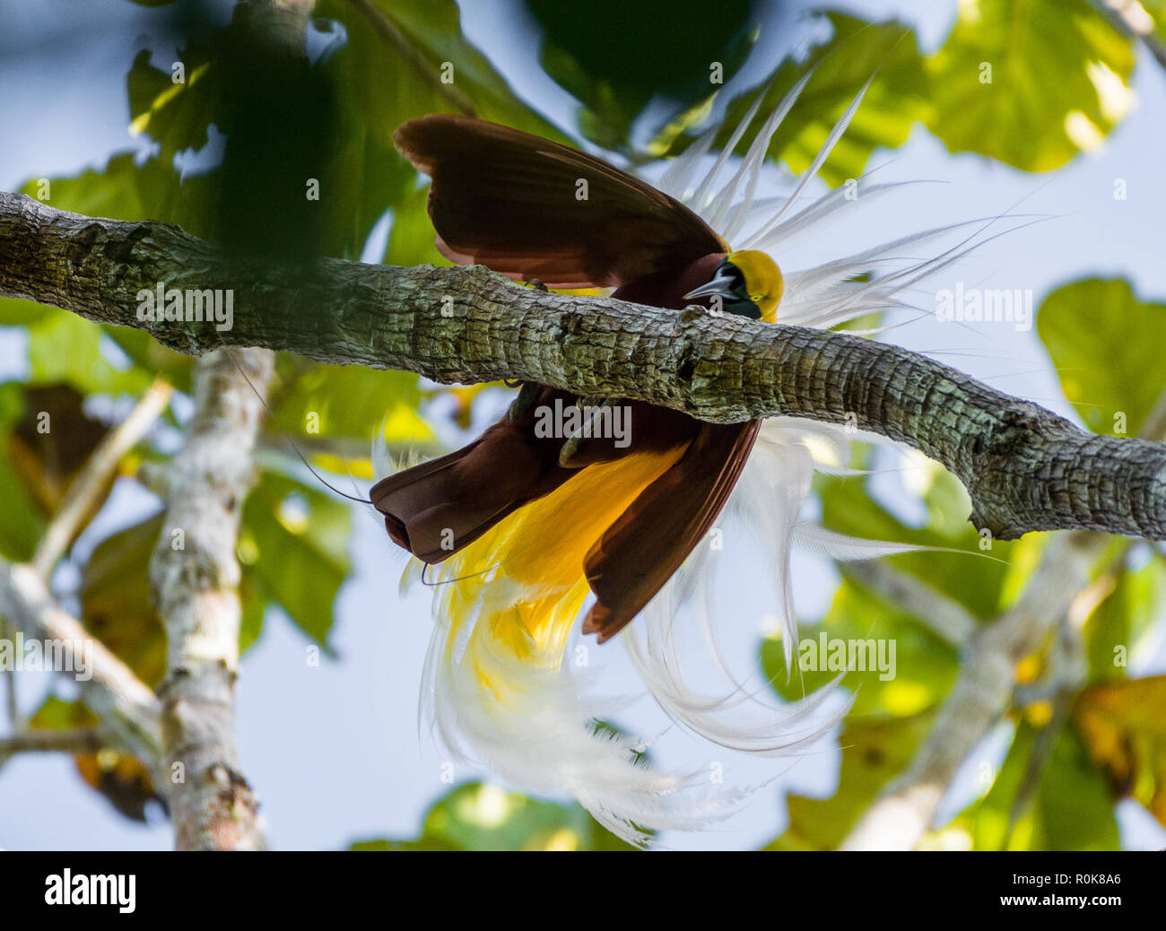 Male Lesser Bird of Paradise (Paradisaea minor) in courtship display at ...