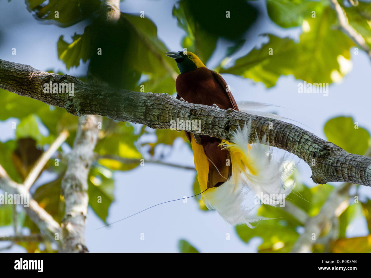 Male Lesser Bird of Paradise (Paradisaea minor) in courtship display at ...