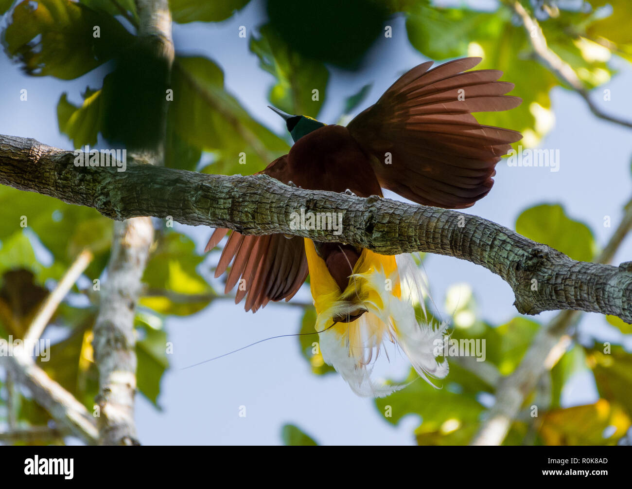 Male Lesser Bird of Paradise (Paradisaea minor) in courtship display at ...