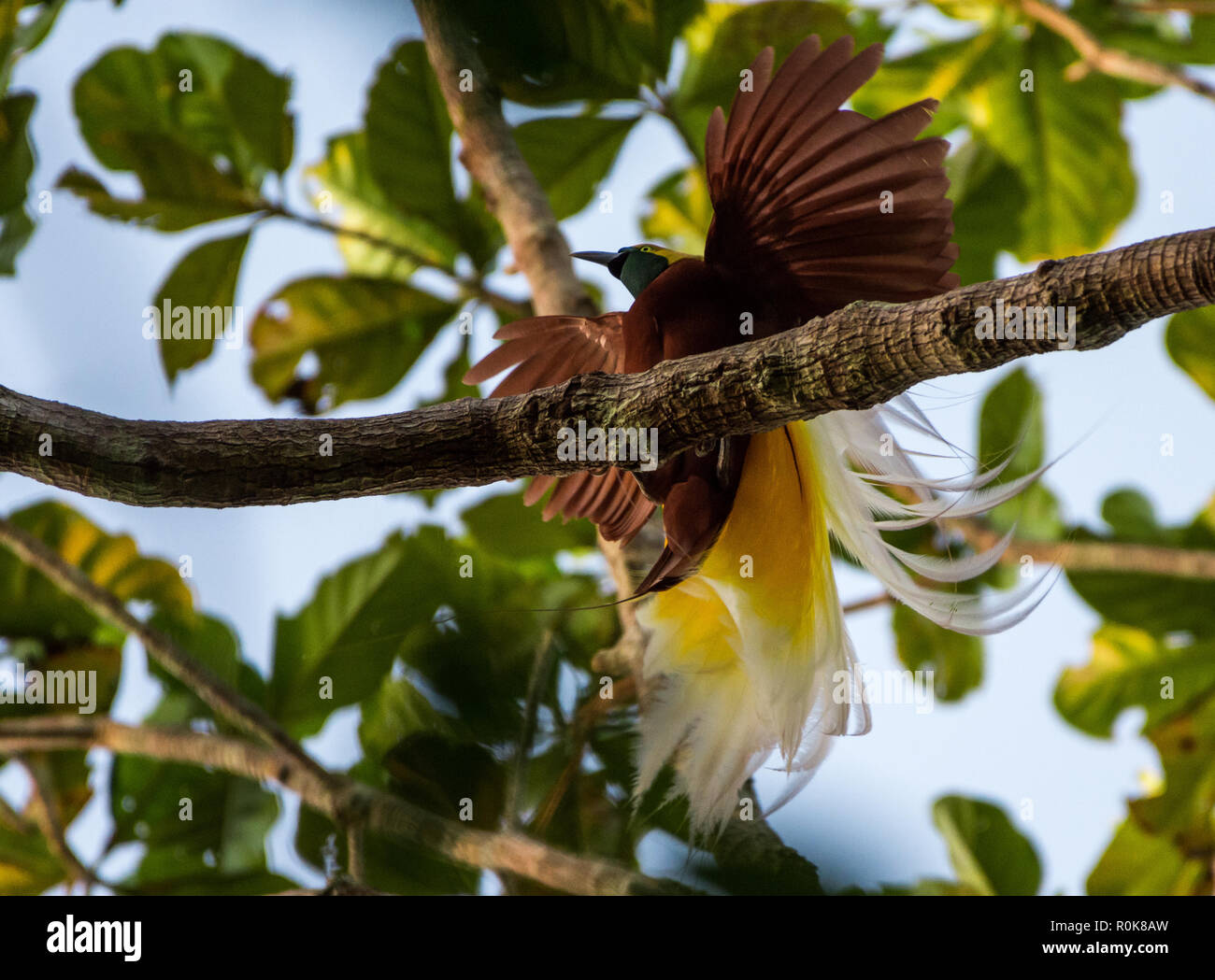 Male Lesser Bird of Paradise (Paradisaea minor) in courtship display on ...