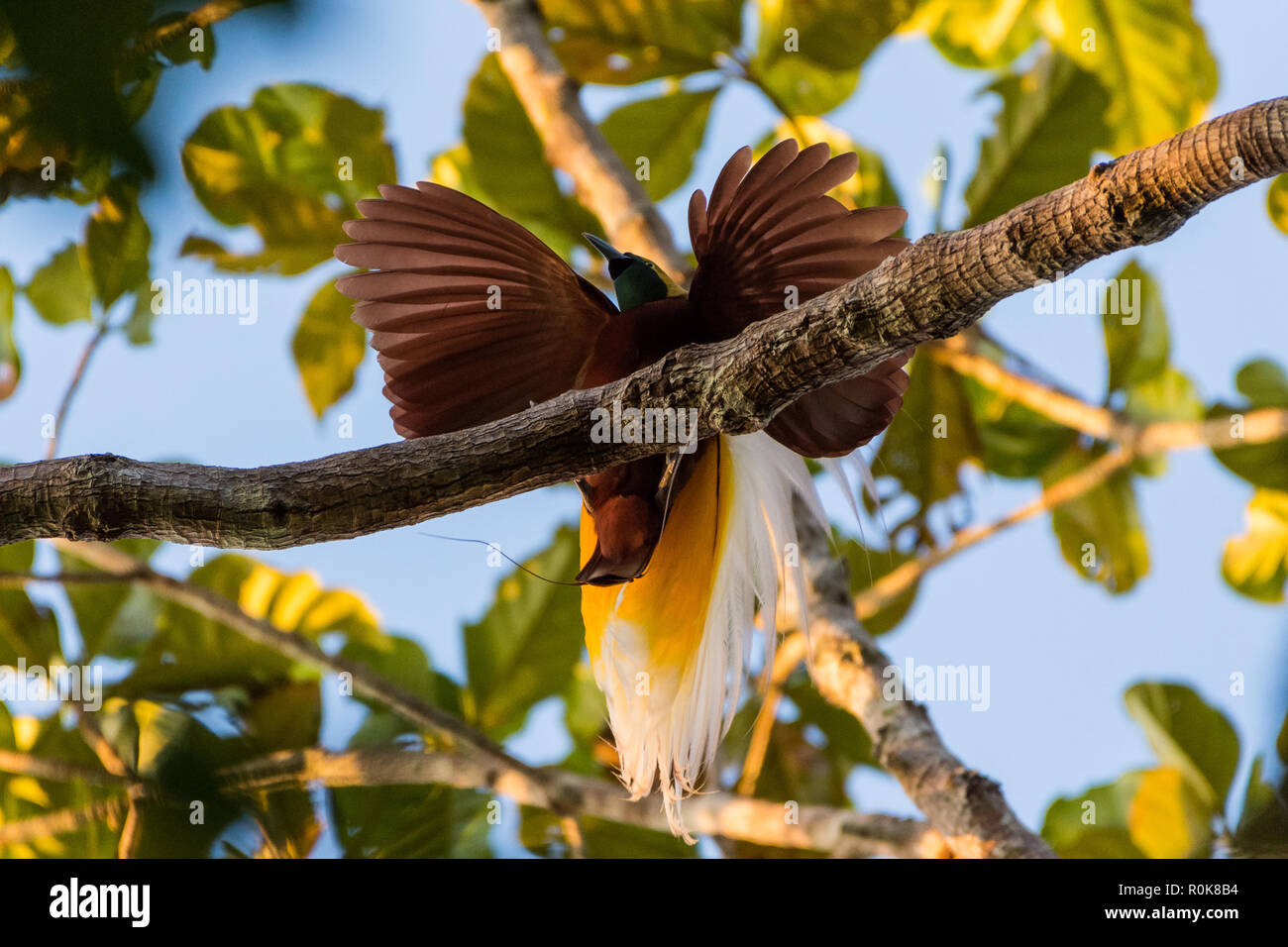 Male Lesser Bird of Paradise (Paradisaea minor) in courtship display at ...