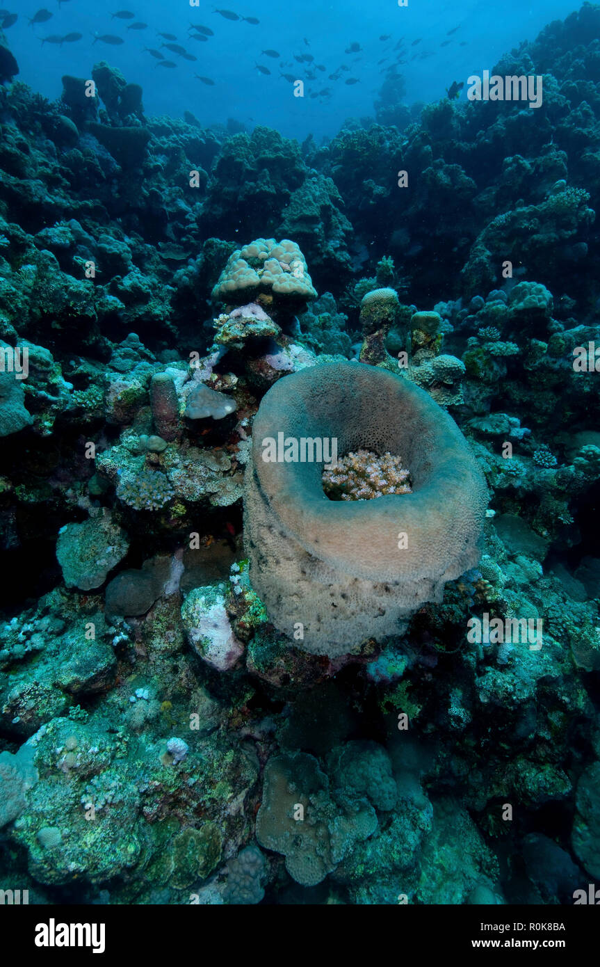 Wildlife and farasan island hi-res stock photography and images - Alamy