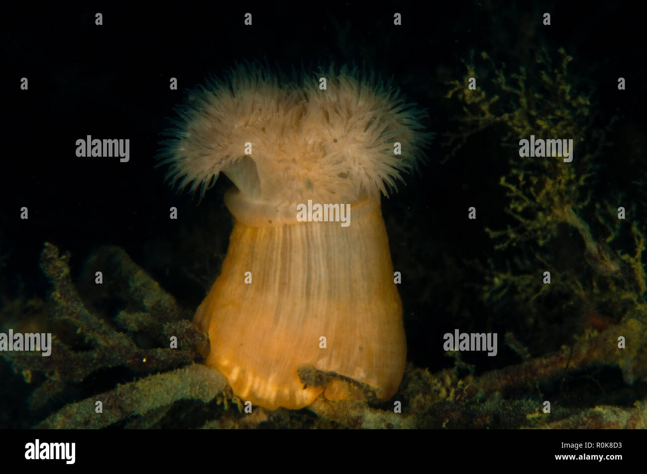 Sea anemone on fishing net, Oresund, Denmark Stock Photo - Alamy