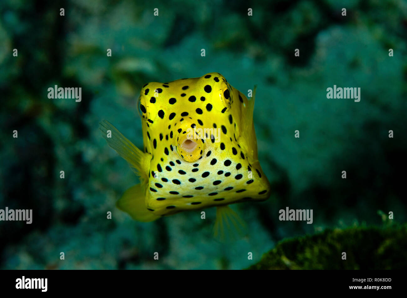 Yellow boxfish cube trunkfish ostracion hi-res stock photography and ...