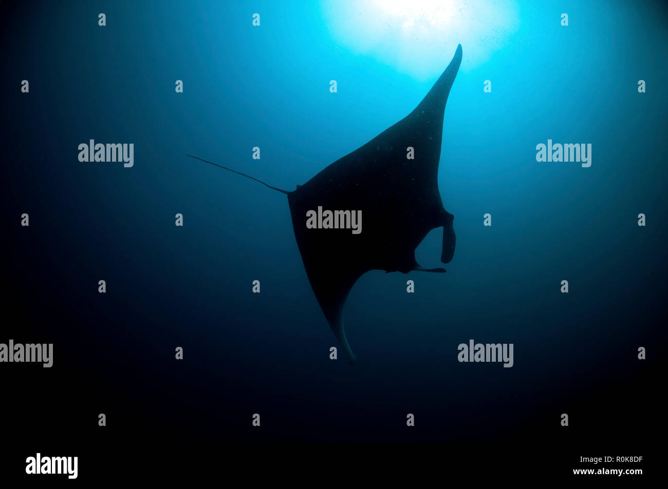 Manta ray, Koh Racha Noi, Thailand Stock Photo - Alamy