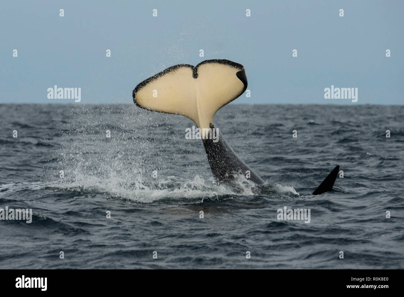 Orca killer whale bashing herring with its tail fin in northern Norway ...
