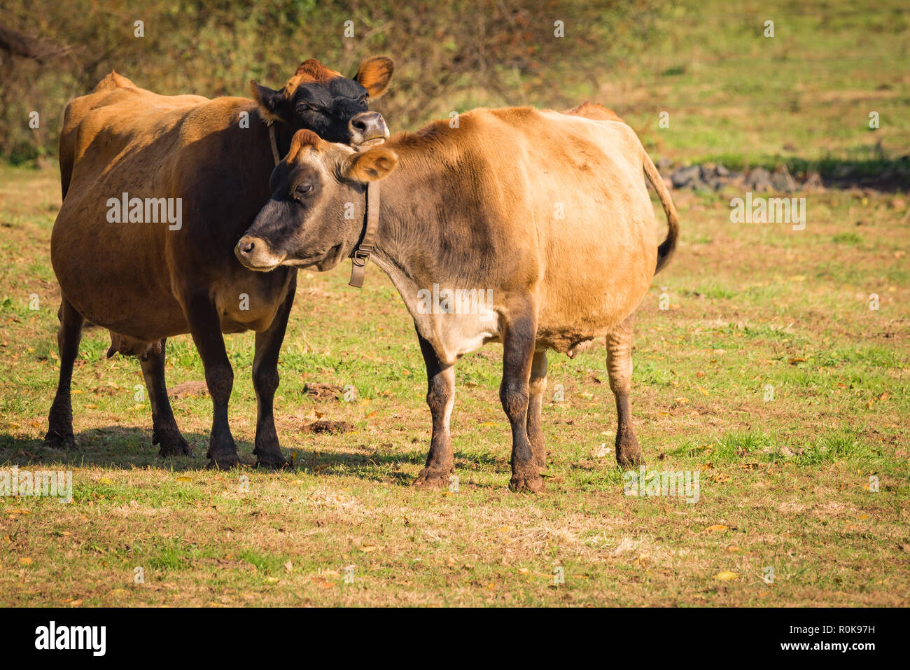 Cow comfort hi-res stock photography and images - Alamy