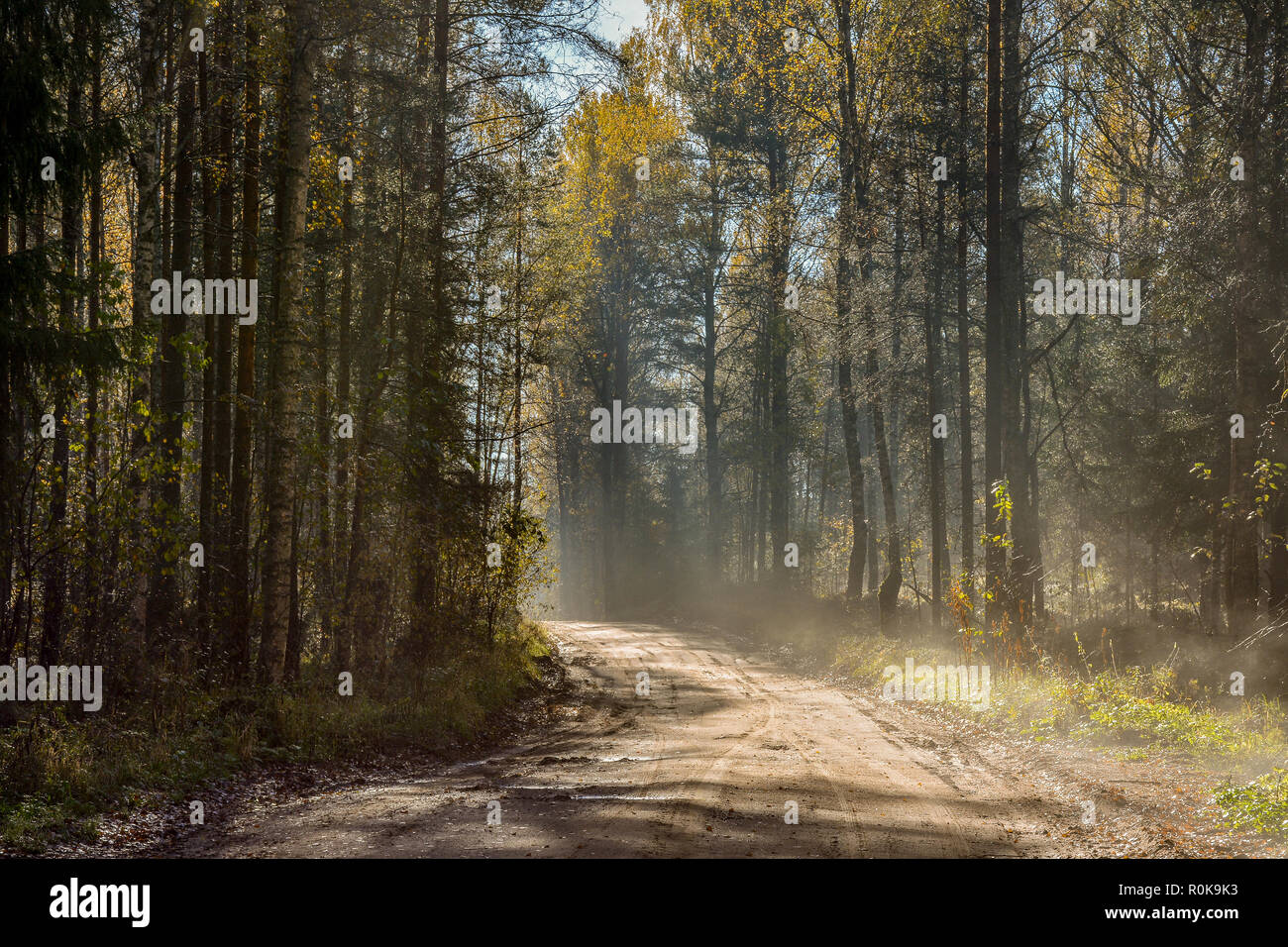 Light haze in the forest. Frost melts on the grass from the sun Stock ...