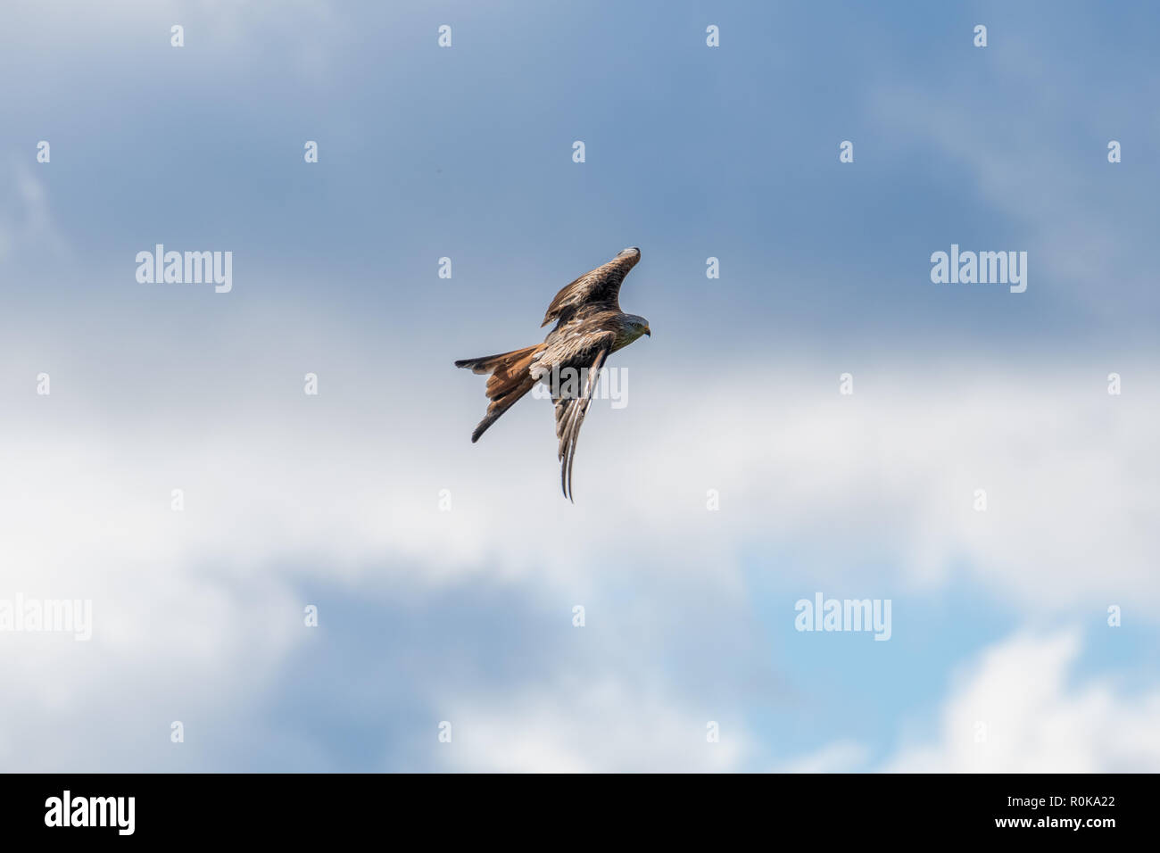 A Red Kite flying in Dumfriesshire, Scotland, in Autumn 2018 Stock ...