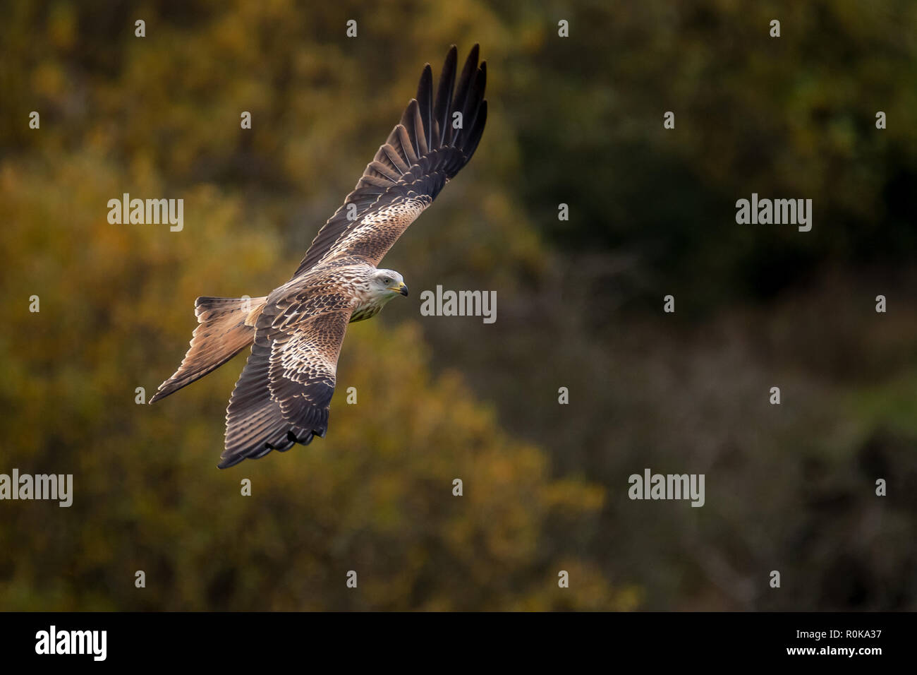 A Red Kite flying in Dumfriesshire, Scotland, in Autumn 2018 Stock ...