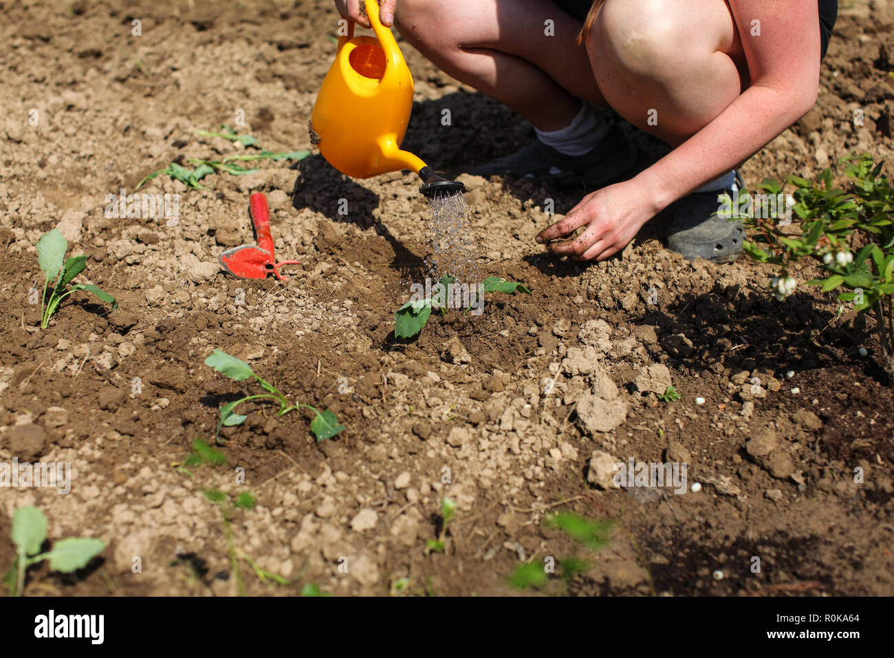 Sprinkle seed garden soil hi-res stock photography and images - Alamy