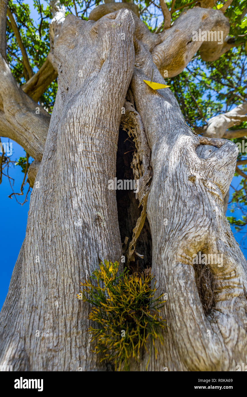 Old growth forest new zealand hi-res stock photography and images - Alamy